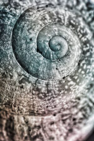 How to Use Biomorphic Forms & Patterns in Your Home Decor - The Design ...